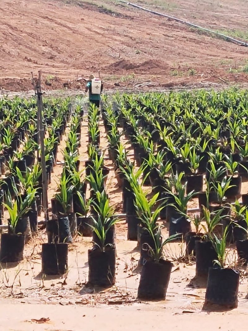 Agro Industri – :: KPFMB :: Koperasi Peserta-Peserta FELCRA Malaysia ...